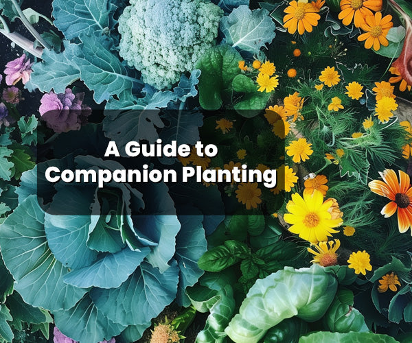 A Guide to Companion Planting | Herbal House