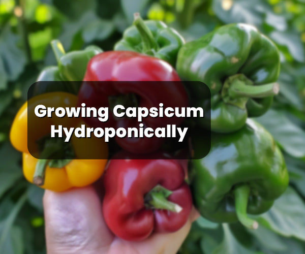 Guide To Growing Capsicum Hydroponically | Herbal House