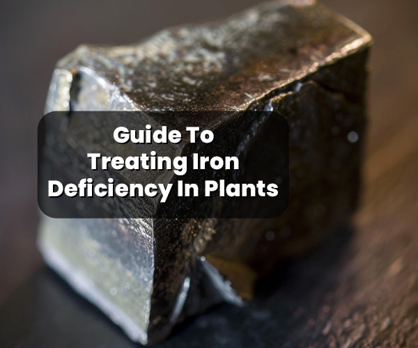 Iron Deficiency In Plants: Identification and Treatment | Herbal House