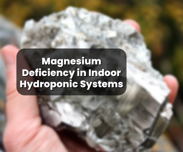 Magnesium Deficiency in plants: Identification & Treatment | Herbal House