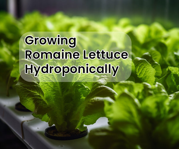 Growing Romaine Lettuce Hydroponically | Herbal House